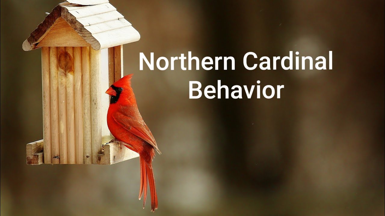 Male Northern Cardinal Feeding Behavior - A Closer Look - YouTube