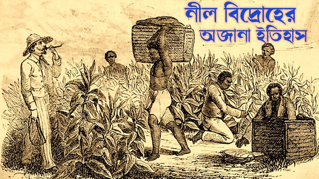 নীল বিদ্রোহের অজানা ইতিহাস | History of Indigo Farming in Bengali ...