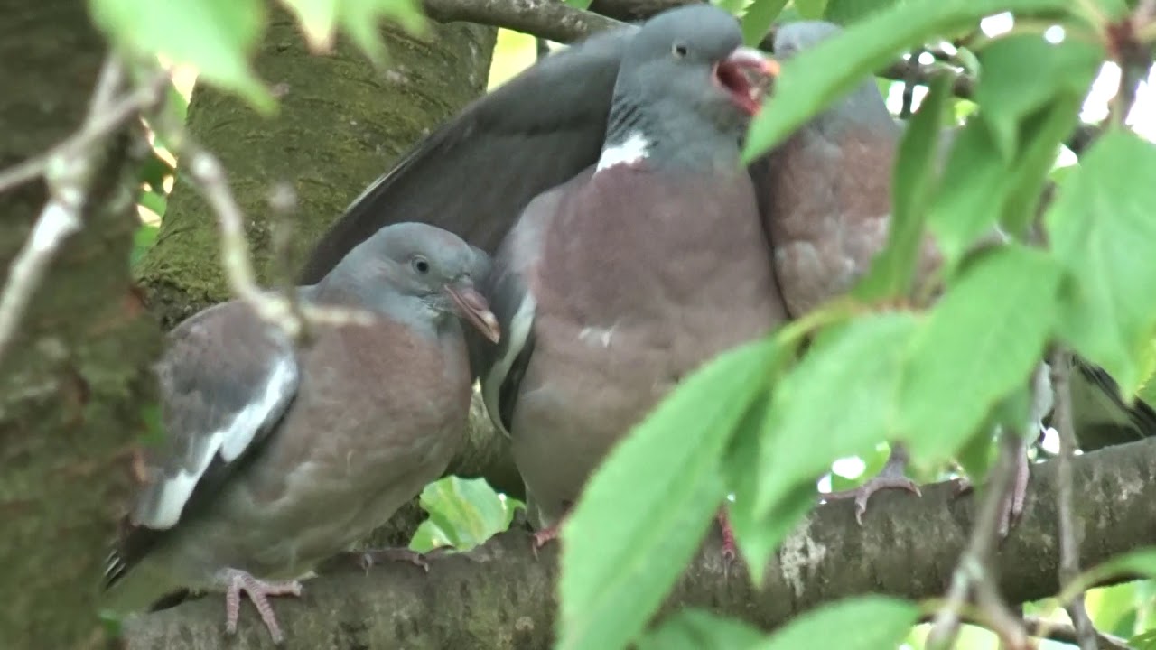 Houtduiven vechten om aandacht - YouTube