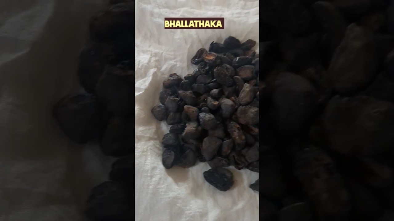 Bhallataka shodhana- swedana in Narikela jala for 3 hrs ref ...