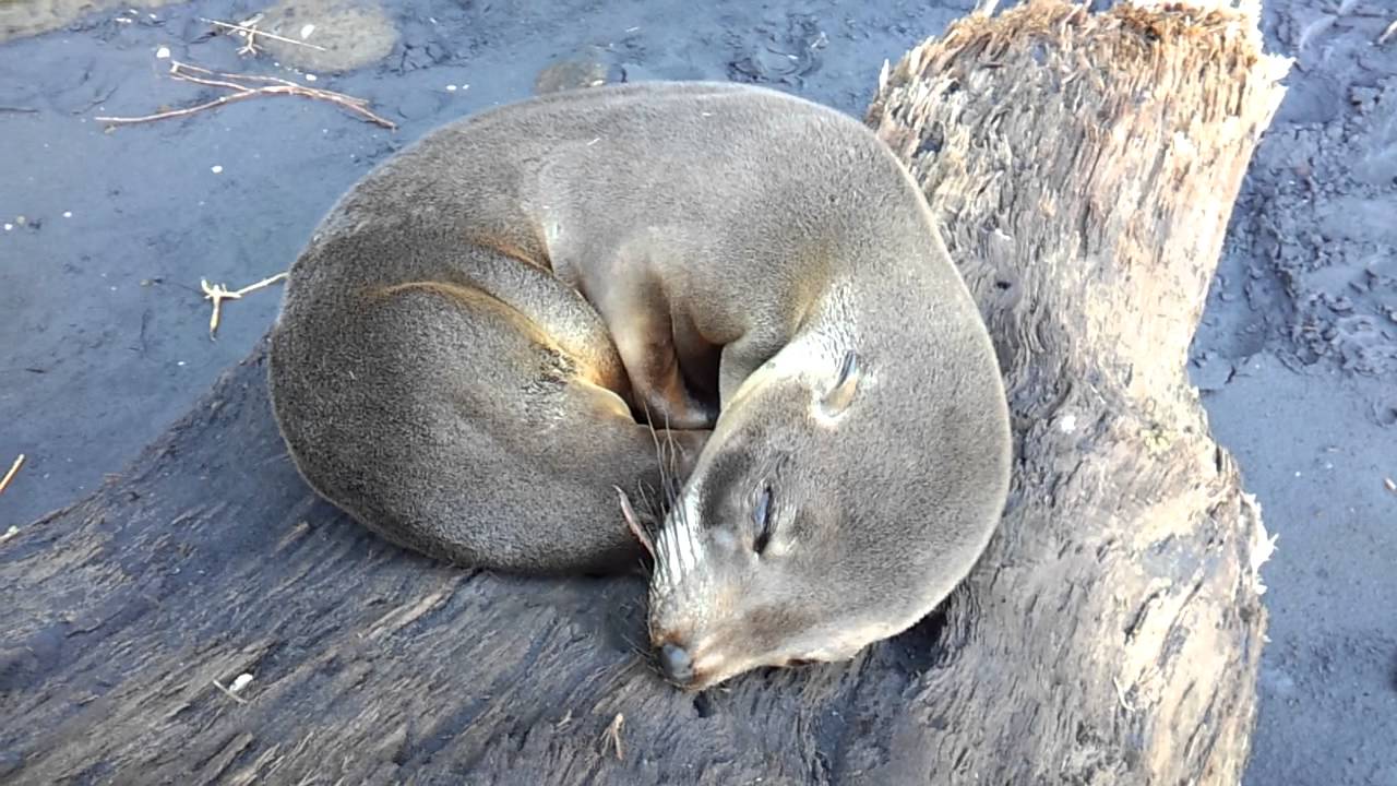 Sick baby seal... - YouTube