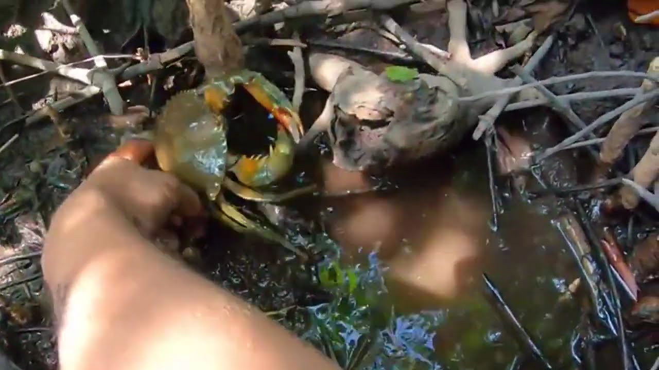 GIANT MUD CRAB Catching | Catching Alimango Under Mangroves tree | Find Giant Mud Crab In Holes ...
