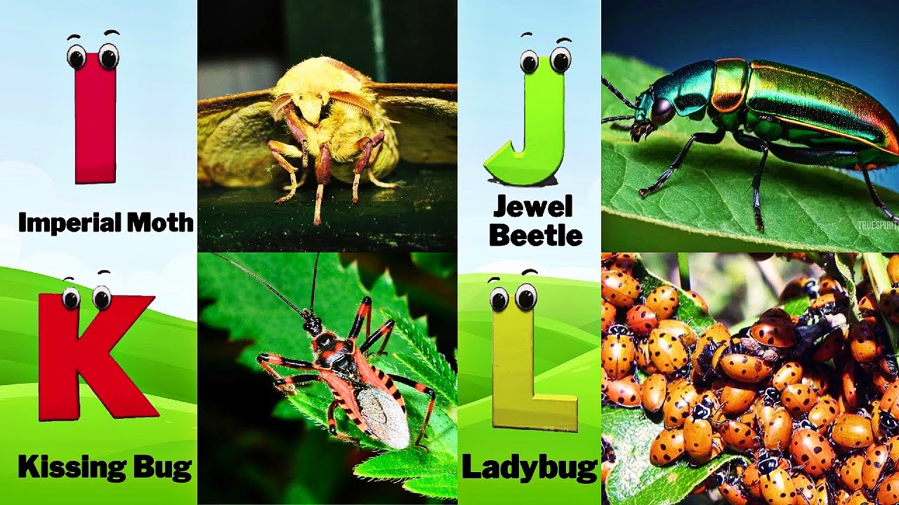 ABC - Alphabet Song - ABC Song - Collection - 2024 #983 - YouTube