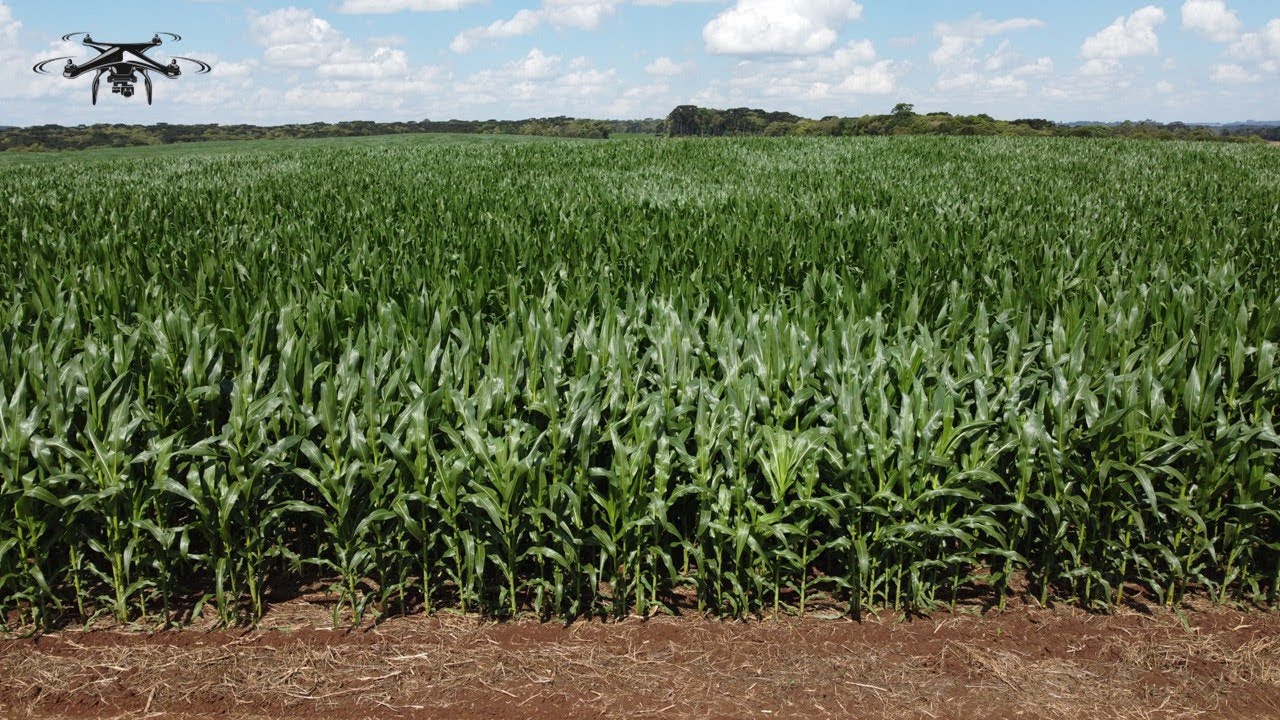 Lavoura de milho vistas aéreas de uma plantação de milho na roça o agro ...