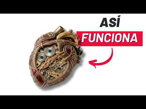 Cómo funciona el CORAZÓN HUMANO