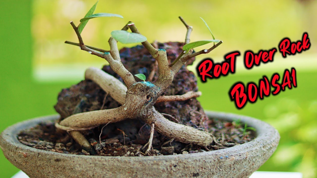 Root over rock bonsai - Easiest way - YouTube