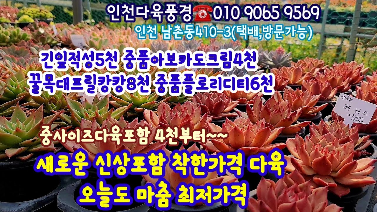 인천다육풍경🍁최저마춤가격 중사이즈 아보카도크림이4천 황홀색감 고급신상창다육7천할인가 꿀목대프릴캉캉8천 씨에라군생 브루게리코노