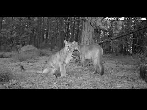 A mountain lion kitten who is going to be the king of the forest