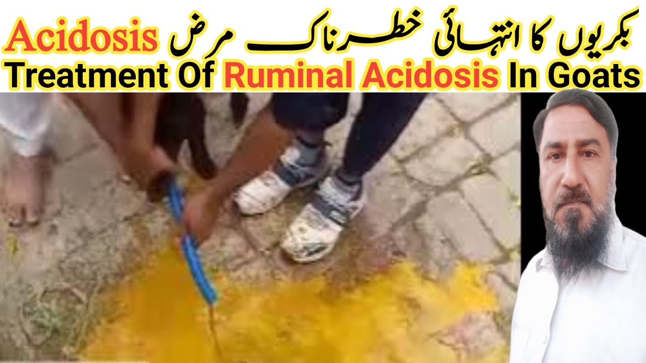 Ruminal Acidosis In Goat||Impaction Of Rumen||Tympany||Hafiz Nadeem Ur ...
