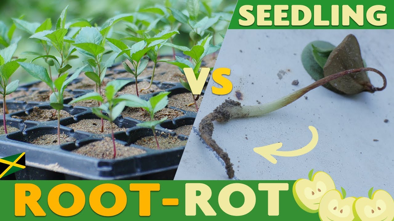 Apple Seedling Root Rot Disease Prevention | Plus Results | Tropical ...
