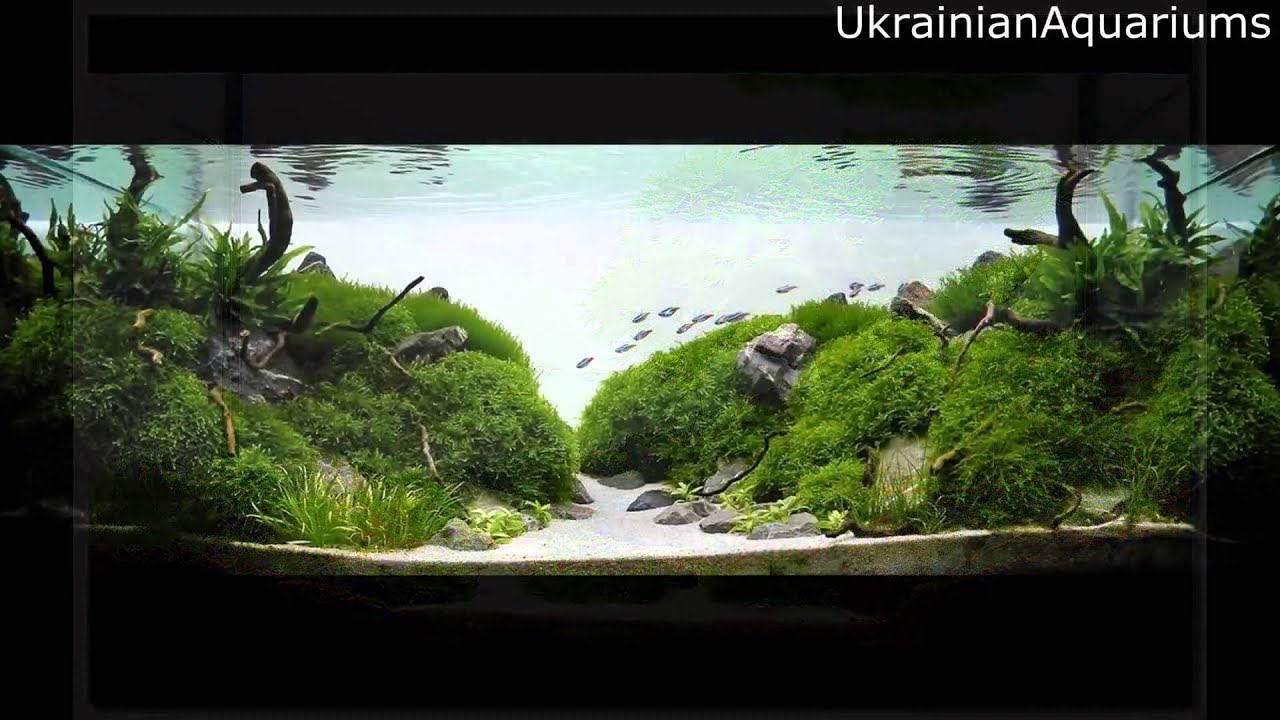 Awesome Aquascape - Underwater Landscapes - Aquascaping #1 NEW - YouTube