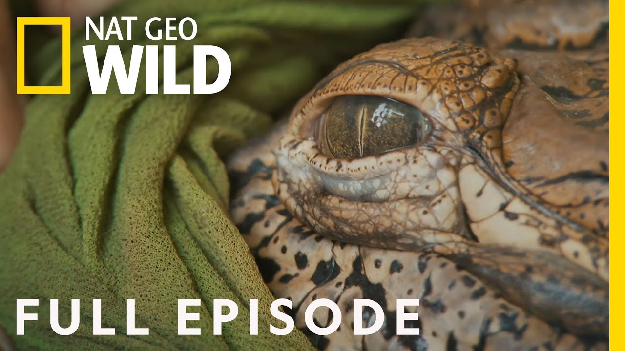 Crocodile Rescue (Full Episode) | Jungle Animal Rescue - YouTube
