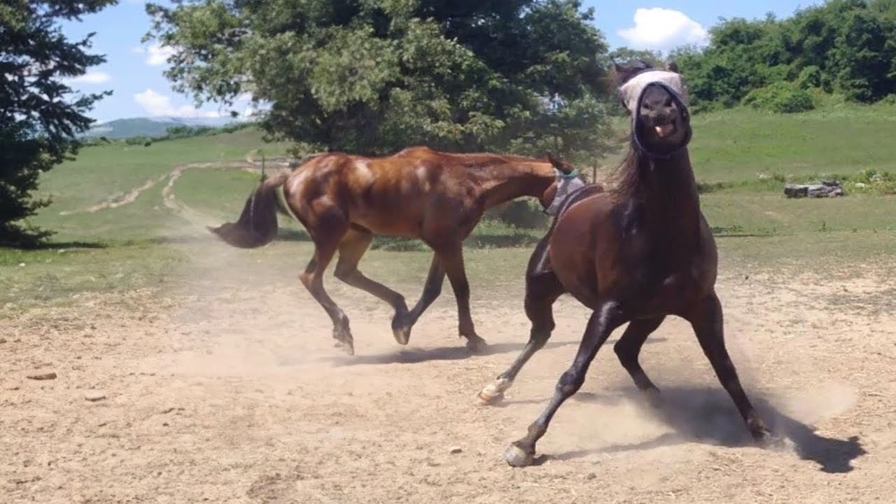 ¡Estos caballos divertidos son imprescindibles! Los vídeos de ANIMALES ...