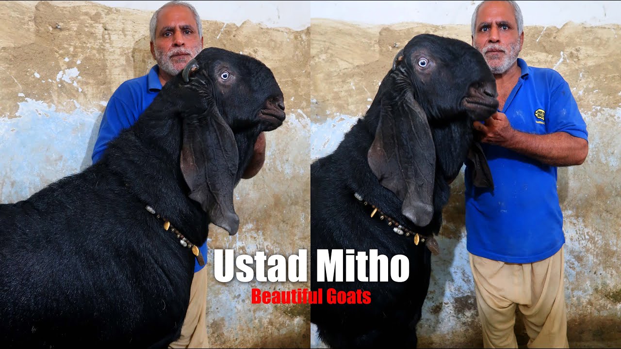 Big Size Amritsari Breeder & Beautiful Teddy Goat Of Ustad Mitho Lahore ...