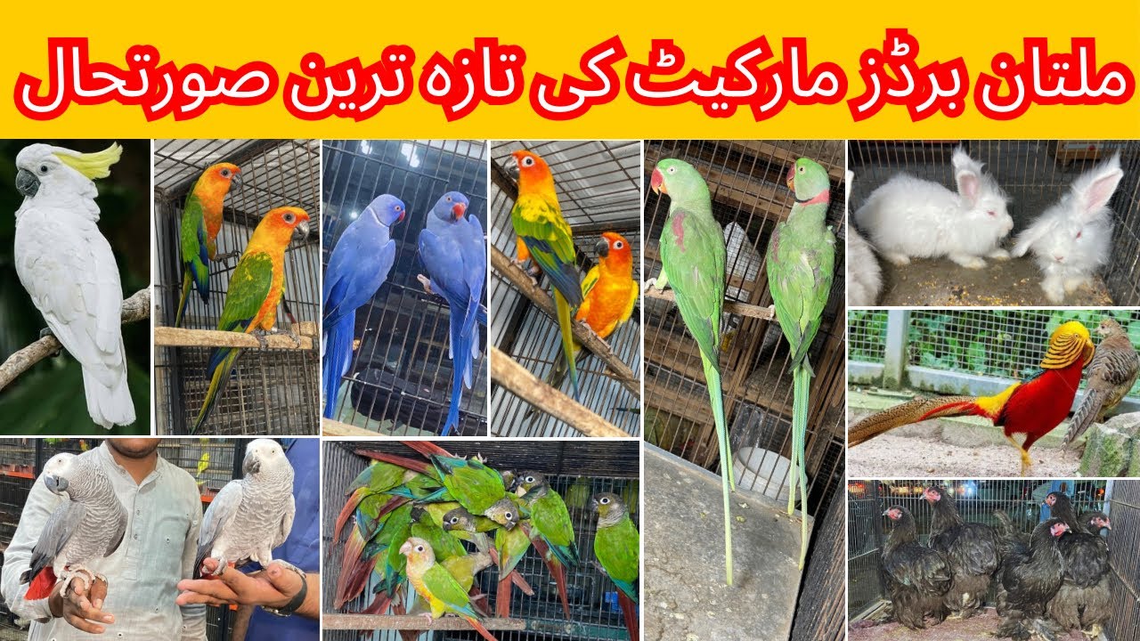Multan Birds market rashadabad birds home latest update all Fancy and ...