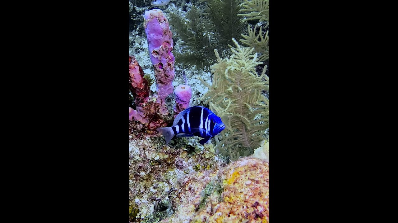 Belize Indigo Hamlets - quite possibly the coolest looking reef fish ...