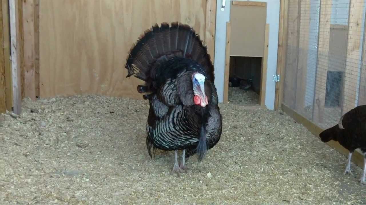 Tom Turkey showing his colors - YouTube