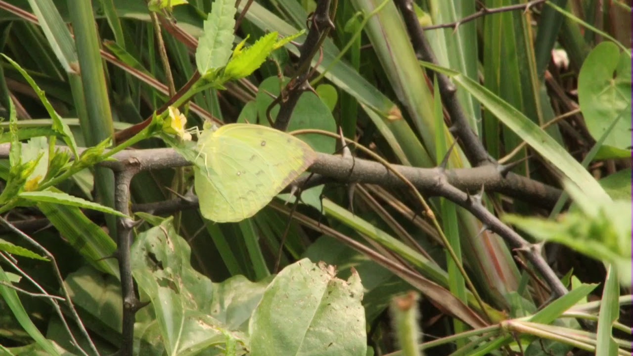 Insects of India | Insects | Insects Photography | Insects in ...