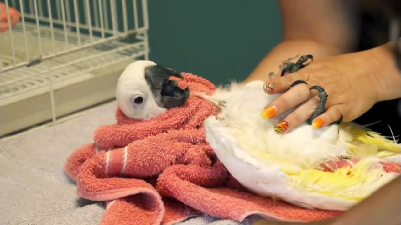 Taking my parrot to the vet #parrot #health #newvideo #youtuber - YouTube