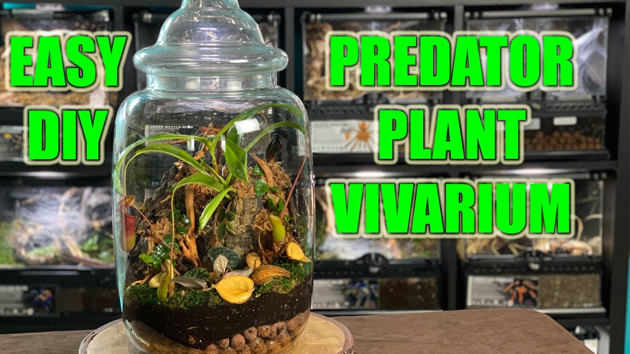 Easy DIY Predator Plant Bio Active Bottle Vivarium - YouTube