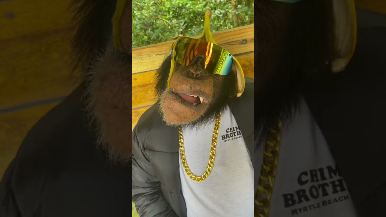 An easy way to own an ape at home 🦍 Thank me later. November 1st 🦍🚀 ...
