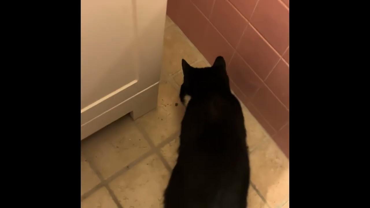 Dusty try catnip for the first time - YouTube