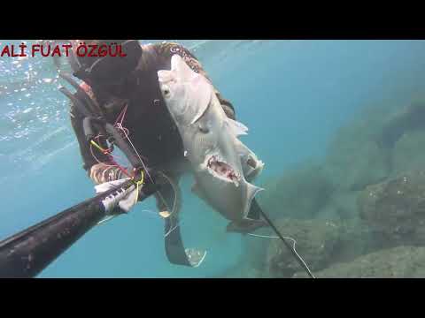KOFANA VE GİRİDA ZIPKIN AVI SPEARFİSHİNBLEFİSH GRUPER PESCA SUB