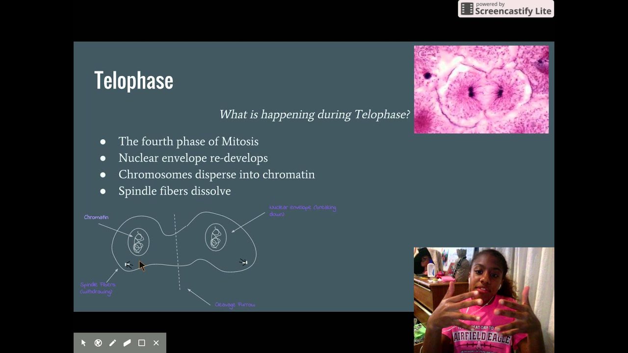 Morgan Coleman Cell Cycle - YouTube