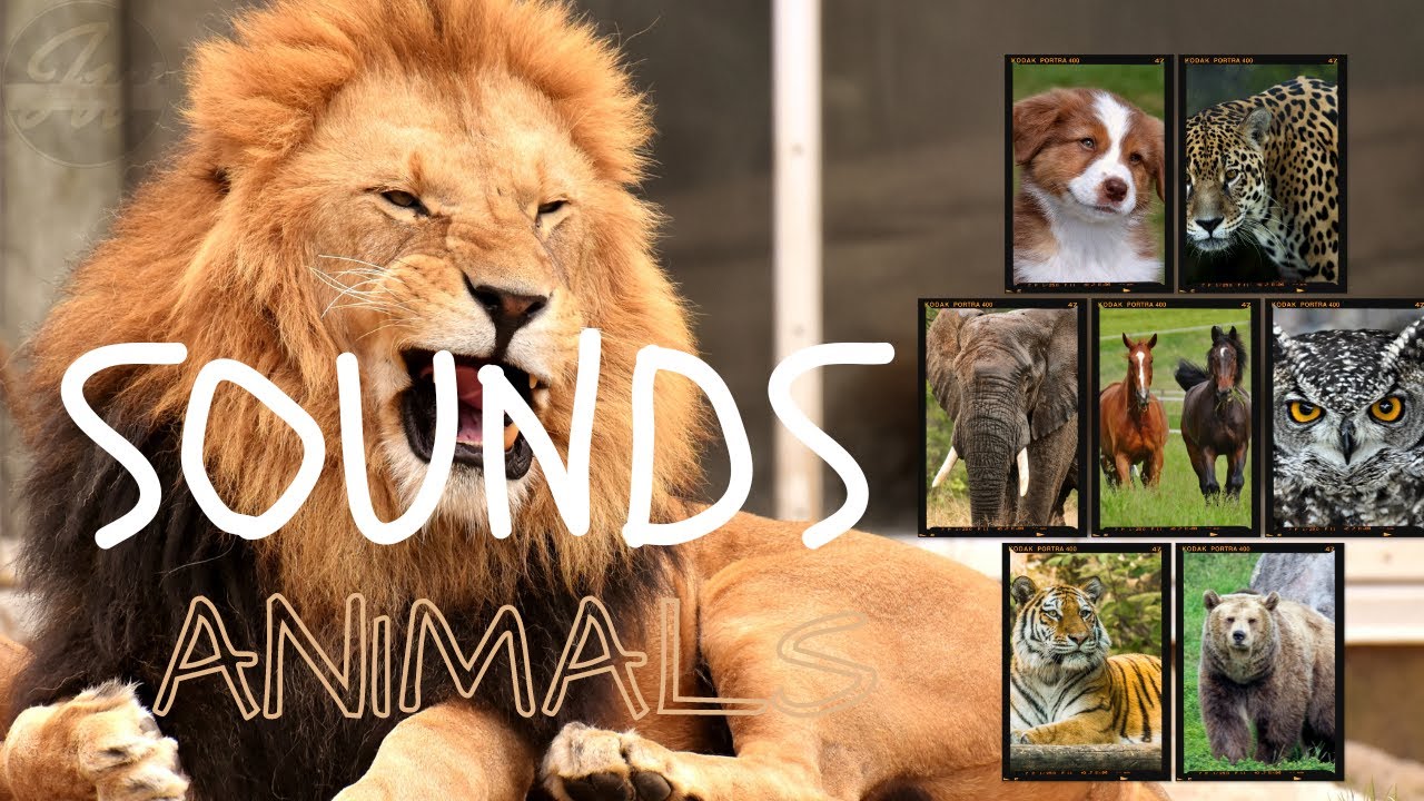 funny animal sounds in the wild such as dogs, cats, pigs, crocodiles ...