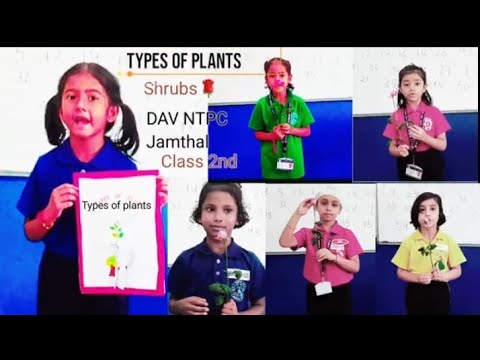 Exploring Types of Plants: Shrubs, Herbs, Climbers, and Creepers | 2nd ...