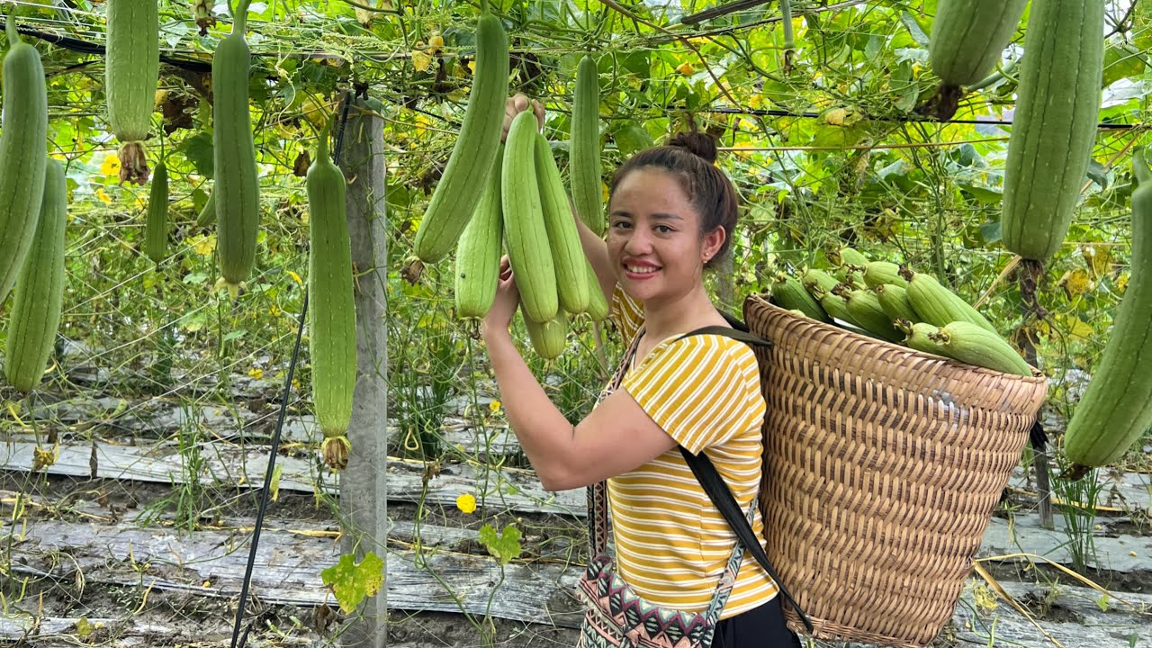 Harvesting the garden of fragrant melon and green beans to go to the ...