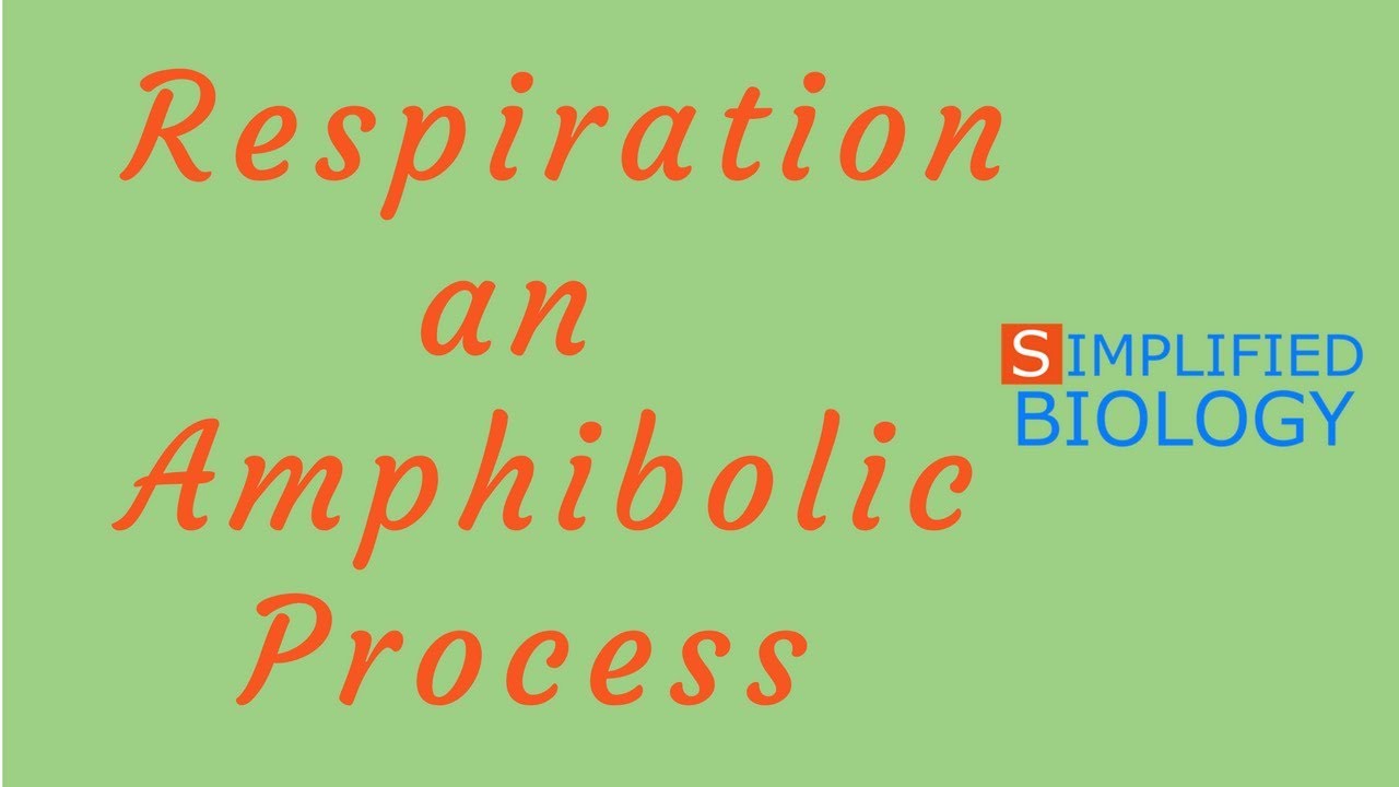 RESPIRATION AN AMPHIBOLIC PROCESS for NEET, AIIMS, AIPMT, JIPMER ...