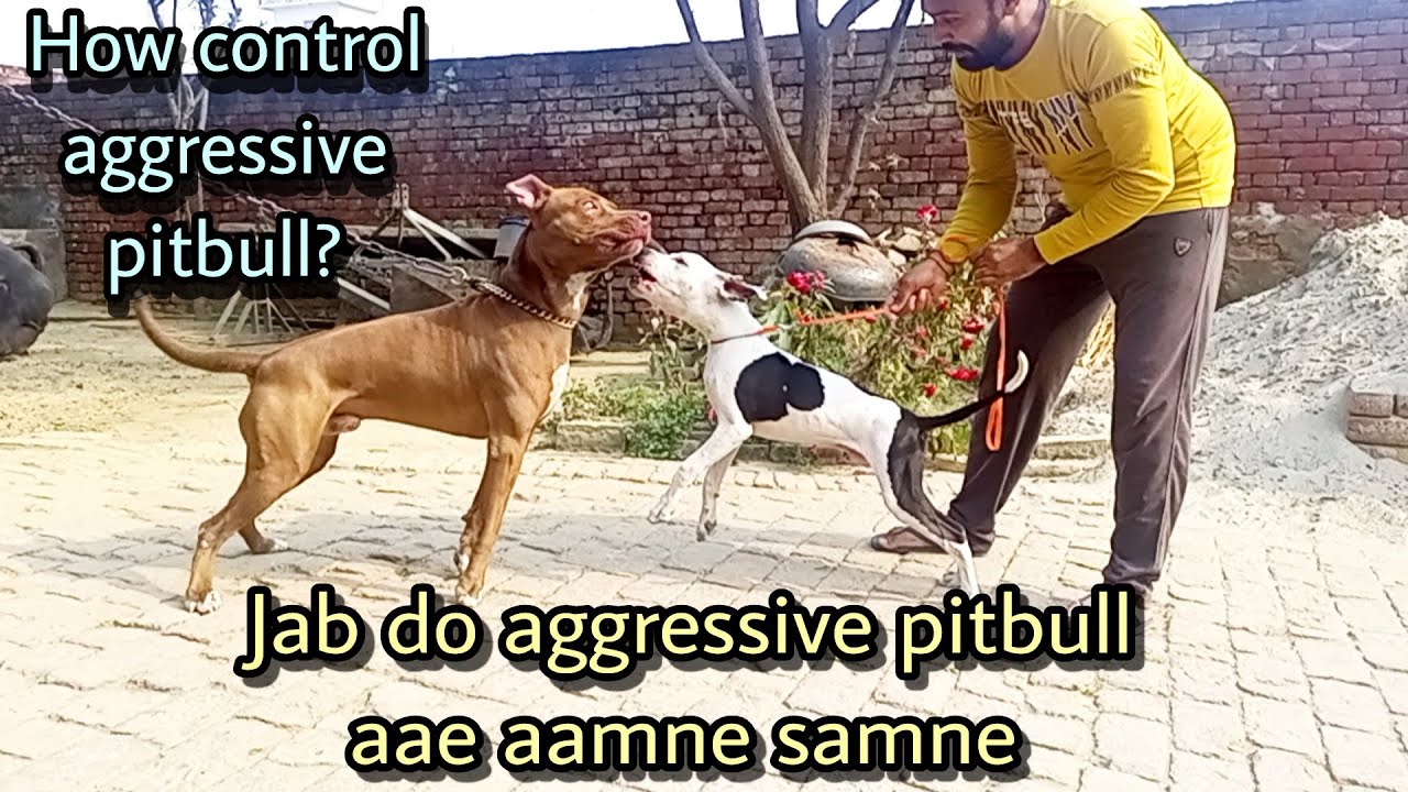 Pitbull dog fight || jackson n bruno pr hi attack kr diya baap r baap ...