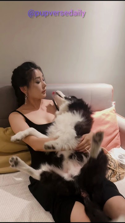 lovely🌹ppuppy 🐕 want to kiss me#pupversedaily#funnydogs #shorts - YouTube