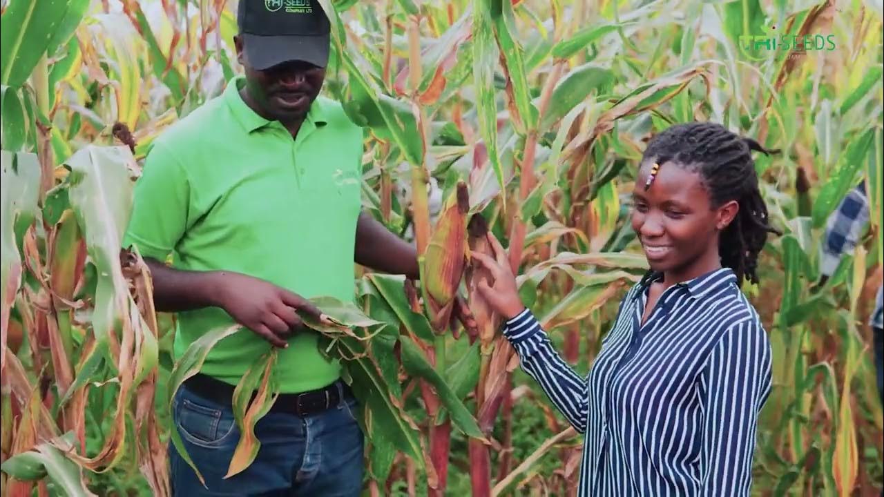 Abahinzi bo mu karere ka Gisagara barashima imbuyo y 'ibigoli ya RHM yatubuwe na Tri-seeds - YouTube