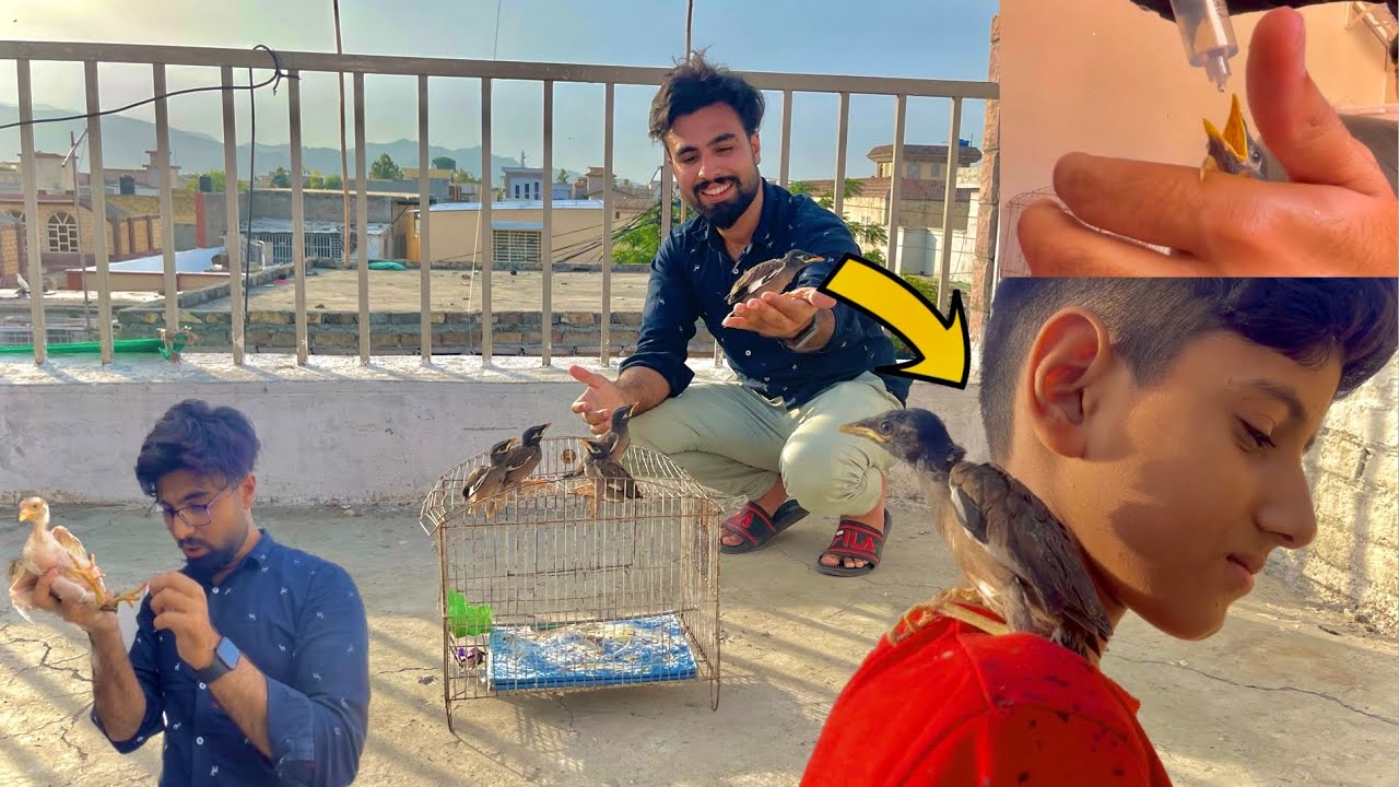 I RESCUE MYNAA BABIES FROM THEIR NEST 🪺Angry Reply To @shairyvlogs ...