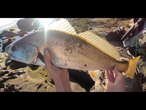 The BEST Afternoon - 4 Jewfish | Georges River Fishing - YouTube