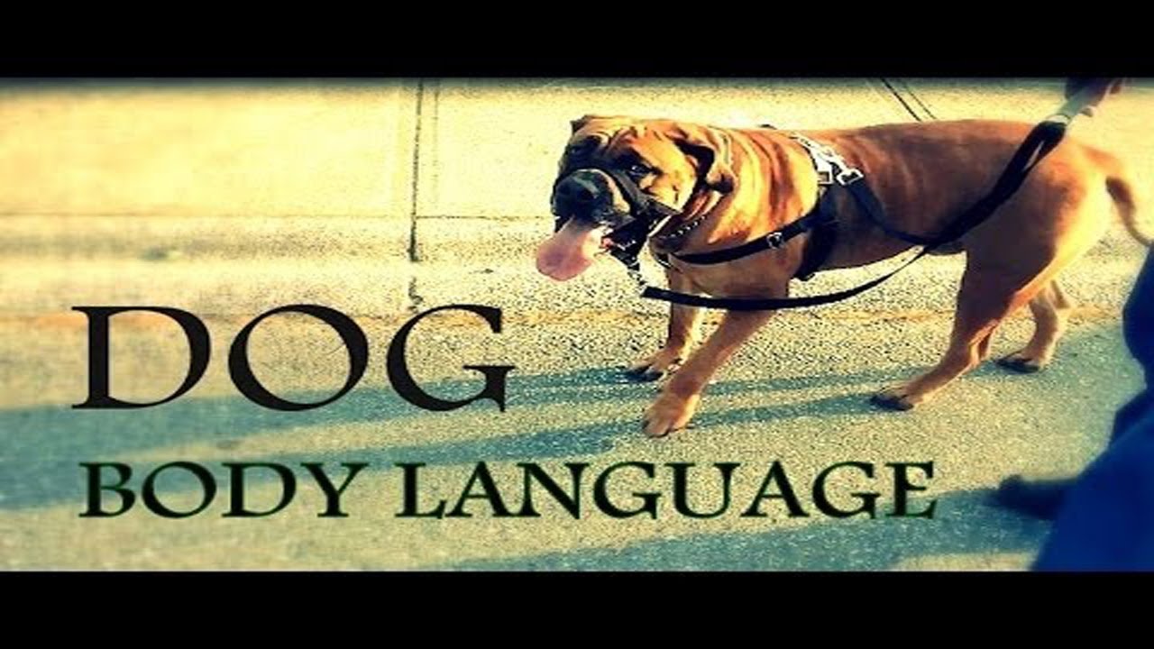 Dog Calming Signals | How To Read Calming Signals of Your Dog - YouTube