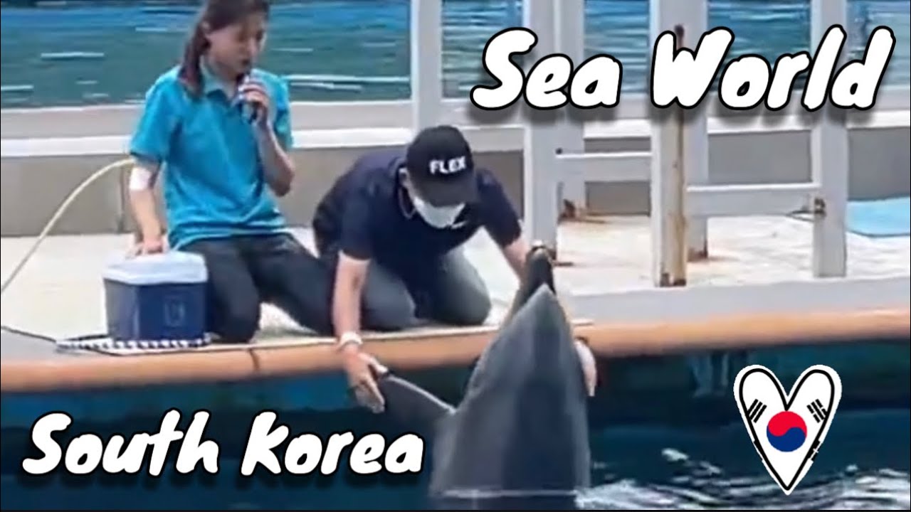 Geoje Island Sea World Dolphin Show /South Korea Tiktok Vlog - YouTube