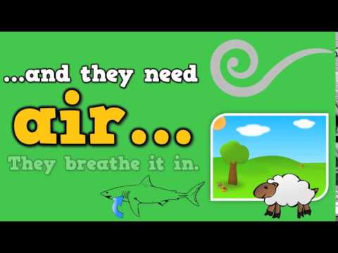 The Needs of an Animal song for kids about 4 things animals need to ...
