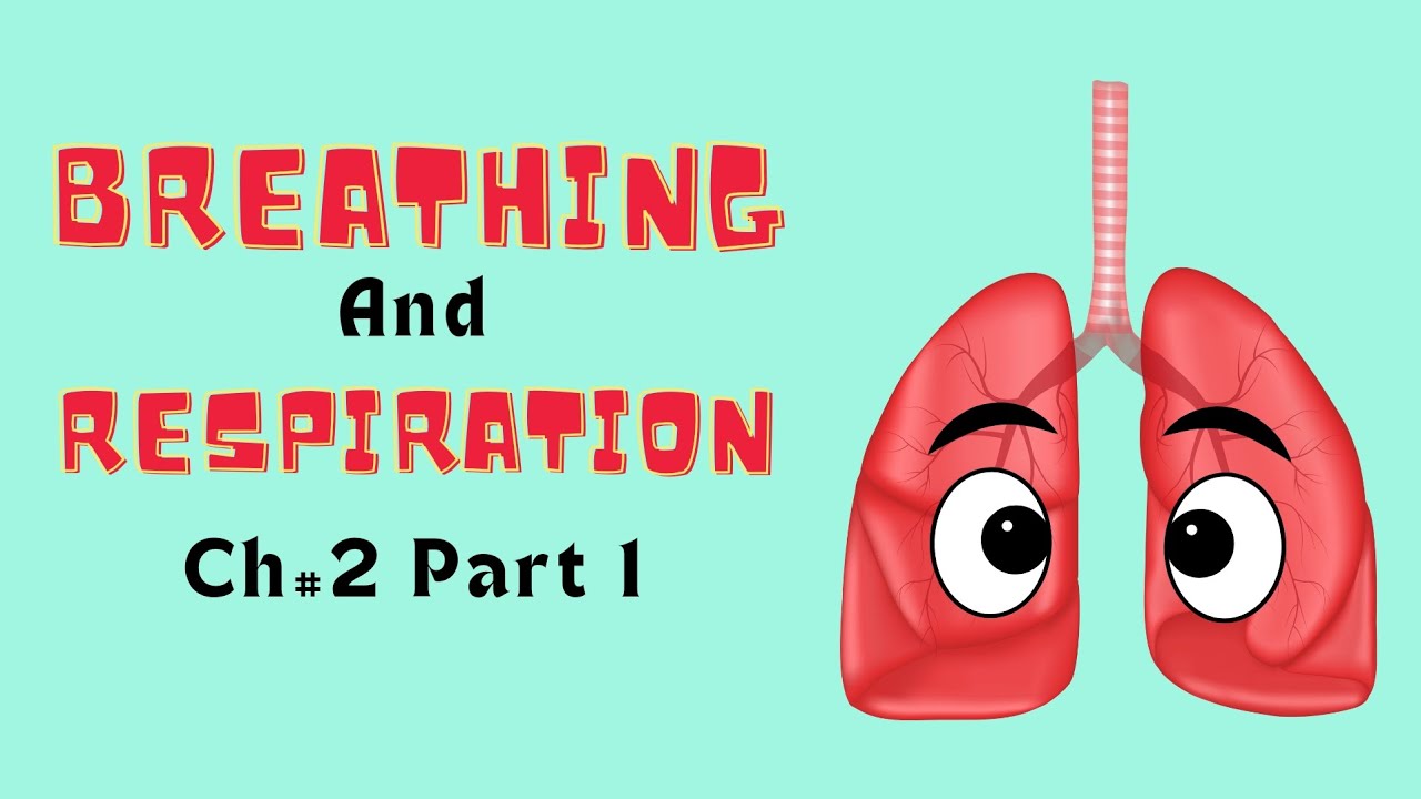 Breathing and Respiration | How we breathe | Video for kids ...