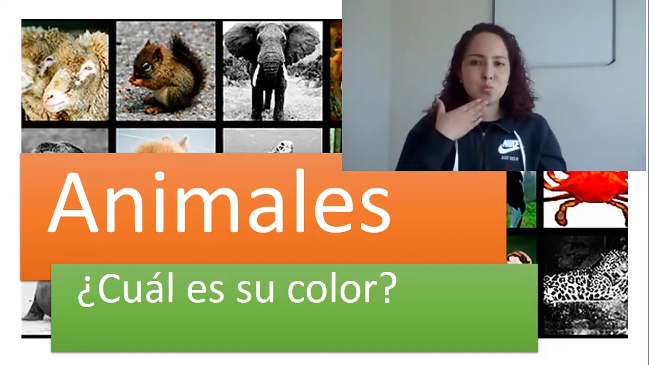El color de los animales - YouTube