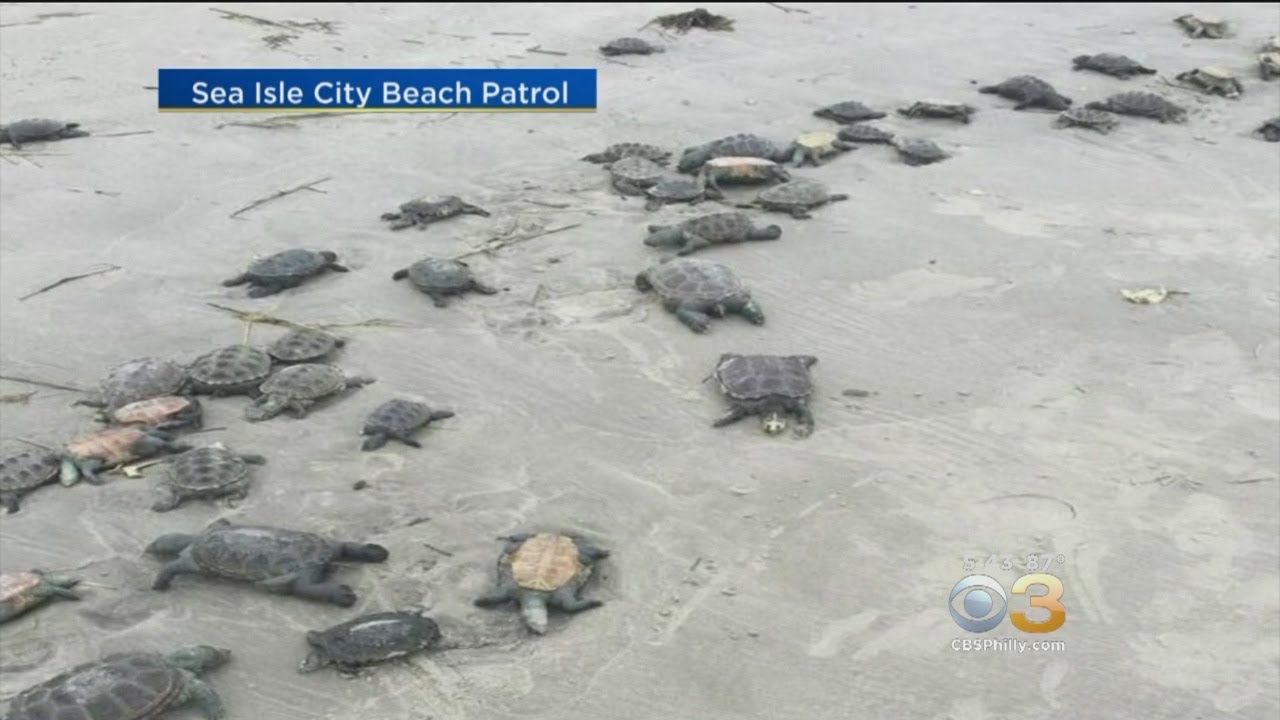Dozens Of Dead Turtles Found Dumped On Sea Isle City Beach - YouTube