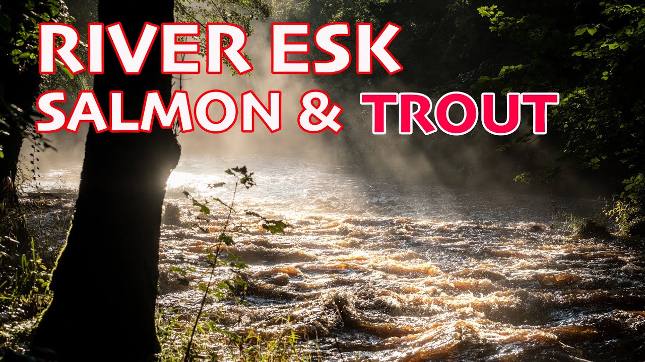 River Esk Salmon And SEA Trout Migration Whitby To Castleton 2022 - YouTube