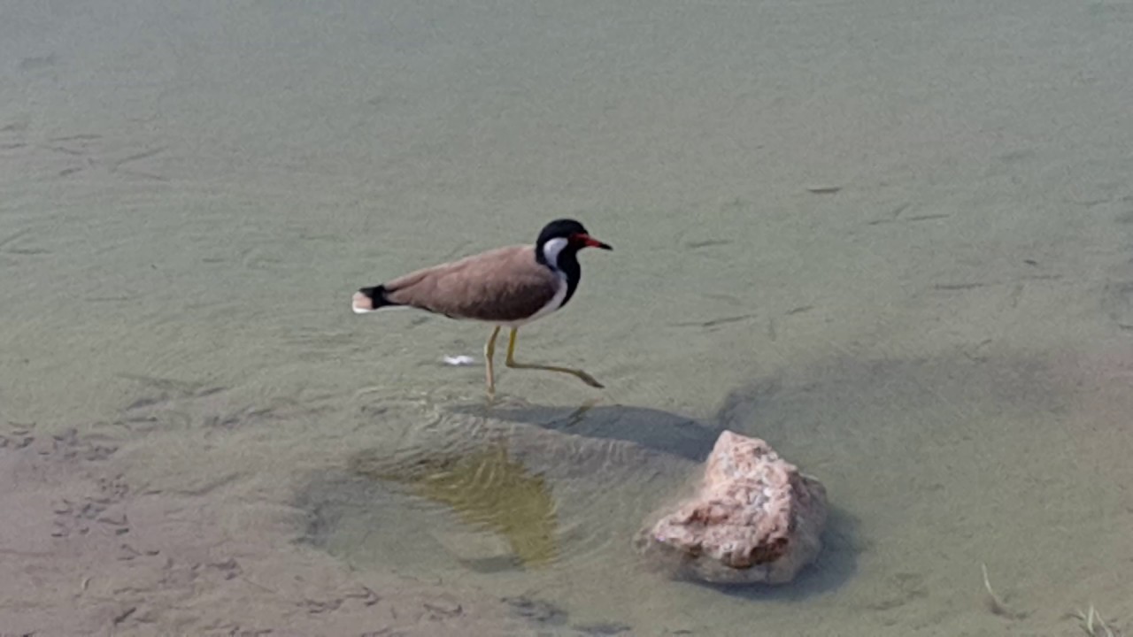 Red-wattled Lapwing at Al Marmoum Conservation Reserve in Dubai الزقزاق ...