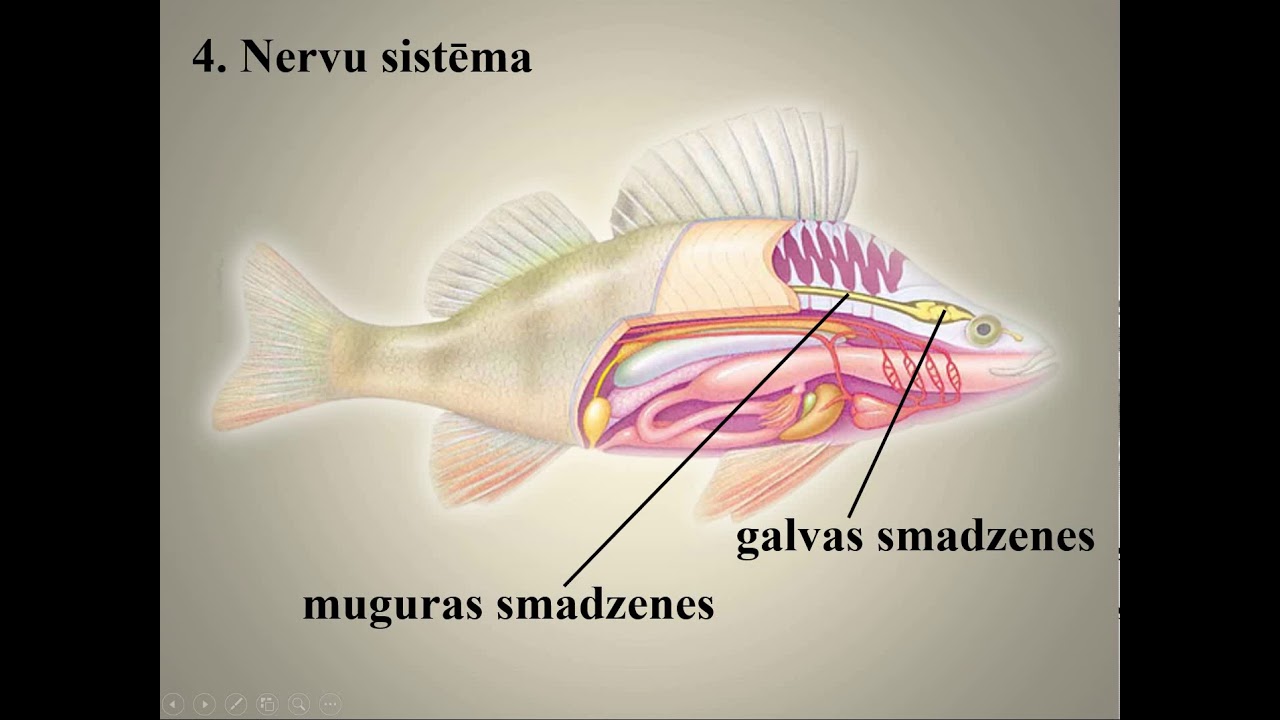 Zivju iekšējā uzbūve un vairošanās - YouTube