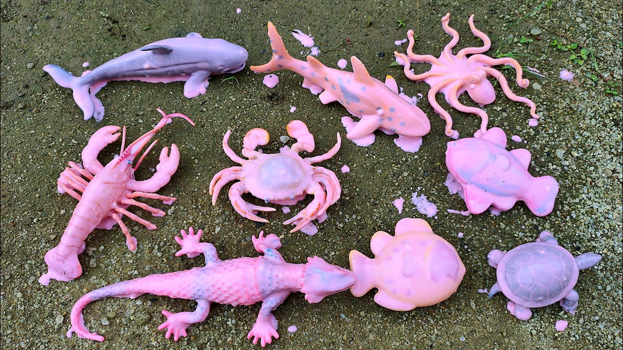 Cleaning Marine Animals, Whales, Lobster, Shark, Octopus, Crab, Gecko ...
