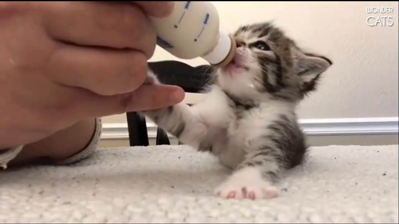 Funny cats doing funny things - Funny cats and kittens meowing ...