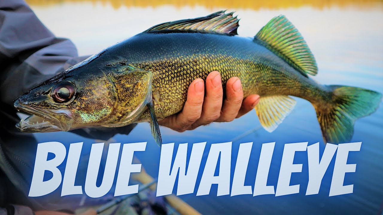 Blue Walleye - Fall Fishing Adventure - YouTube