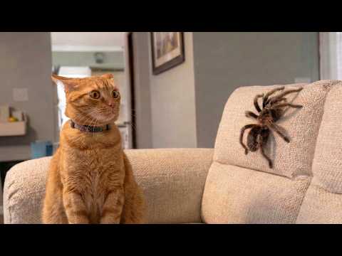 Crazy Cats vs Wild Animals 😹 | You Can’t Stop Laughing – Chaos Moments 2026